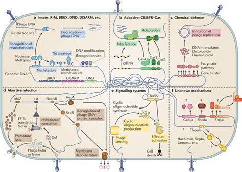 细菌的全免疫系统：作为社区资源的抗病毒防御。nature Reviews Microbiology X Mol