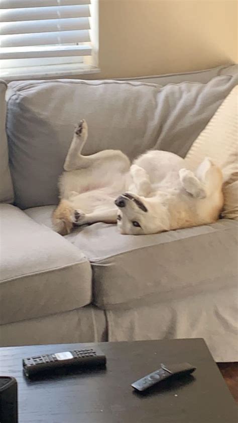 Derpy Girl Rshiba