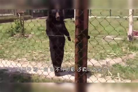 黑熊发现电线杆上的鸟窝，大胆爬上去偷鸟蛋，谁知被鸟妈目睹全程鸟窝电线杆黑熊