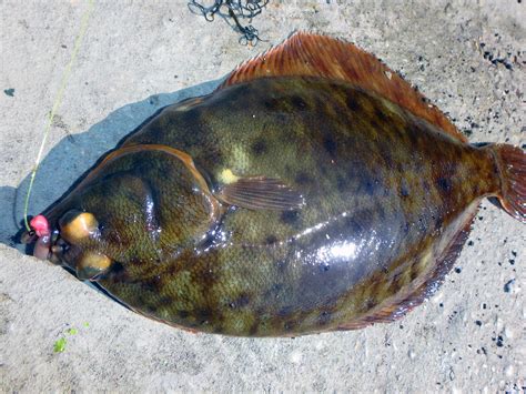 Winter Flounder Fishing In The Northeast Sport Fishing Mag