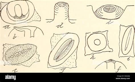 Economic Entomology For The Farmer Spiracles And Their Protection