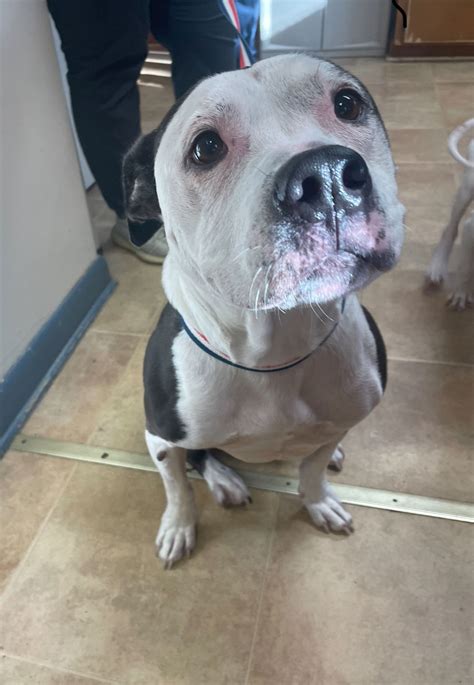 Dog For Adoption Toby A Pit Bull Terrier In Wilsons Mills Nc