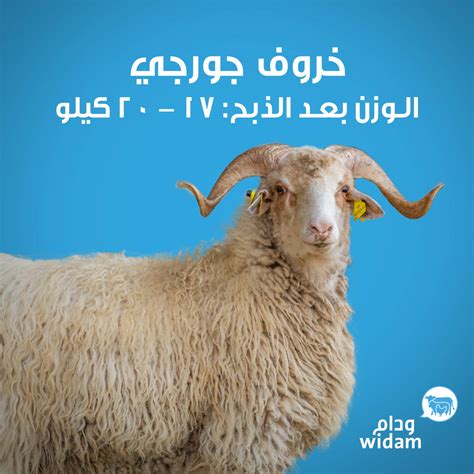 Widam Food ودام الغذائية On Twitter الأغنام الحية المتوفرة للبيع
