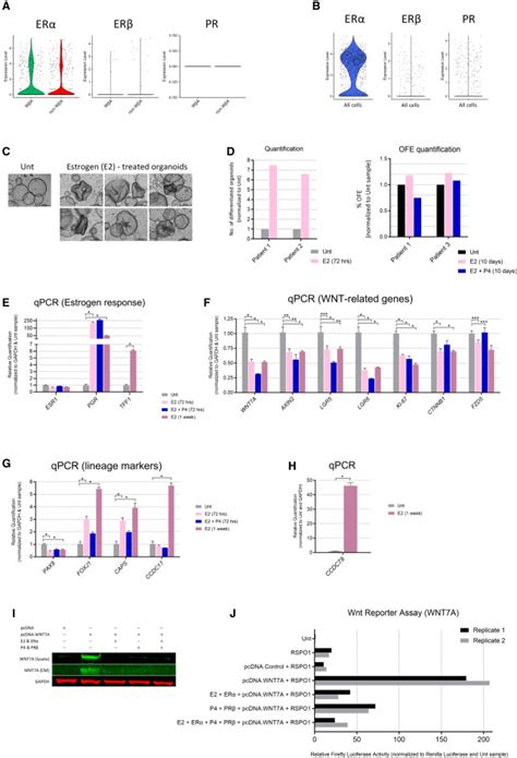 Single Cell Transcriptomics Identifies A Wnt7a Fzd5 Signaling Axis That Maintains Fallopian Tube