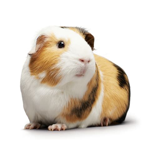 Guinea Pig Page Metacam UK