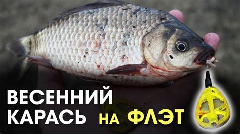Фидерная рыбалка весной ловля КАРАСЯ на ФЛЭТ метод YouTube