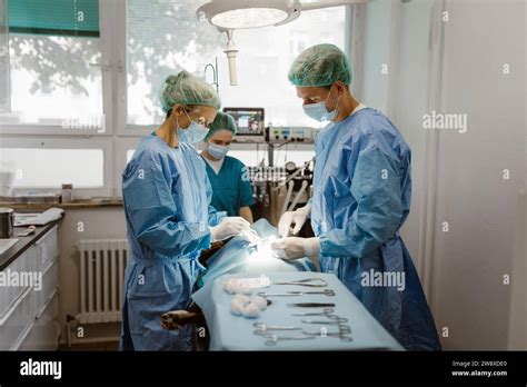 Male And Female Veterinarian With Nurse Performing Surgery In Operating