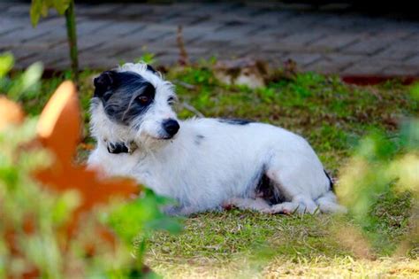 Premium Photo Dog Relaxing On Field