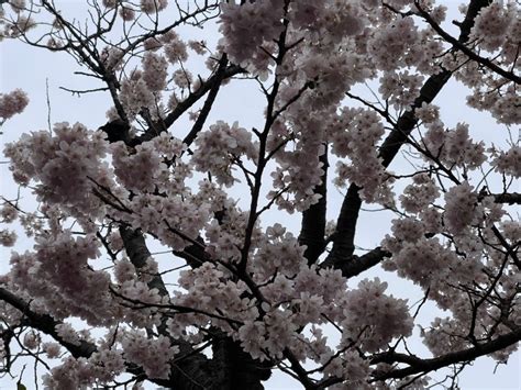 想い出をかたずける カタリーの算命学
