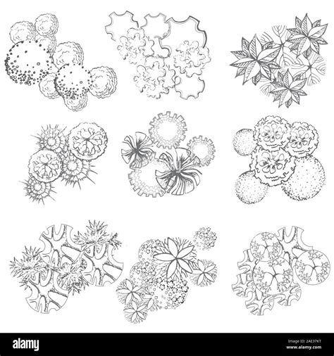 A Set Of Treetop Symbols For Architectural Or Landscape Design Stock Vector Image Art Alamy