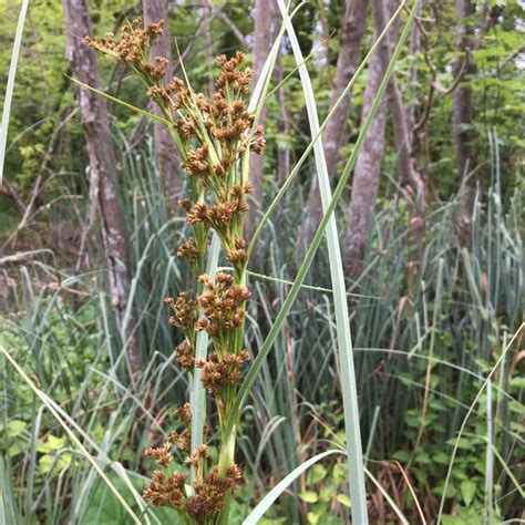 Cladium 花言葉，毒性，よくある質問 Picturethis