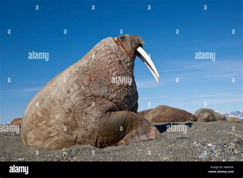 Walrus Odobenus Rosmarus At Coast Svalbard Norway Stock Photo Alamy