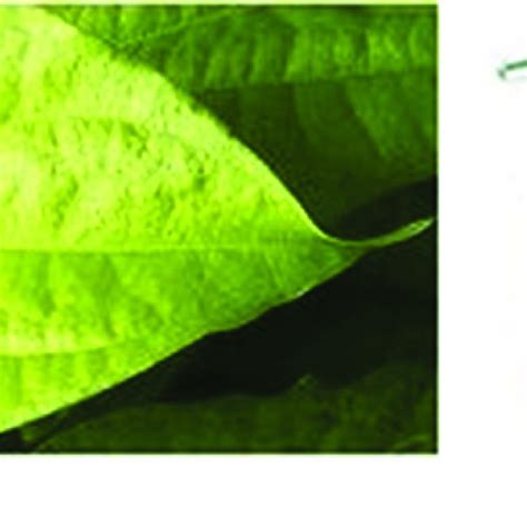 A Piper Betle Leaf B Piper Betle Leaf Extract Download