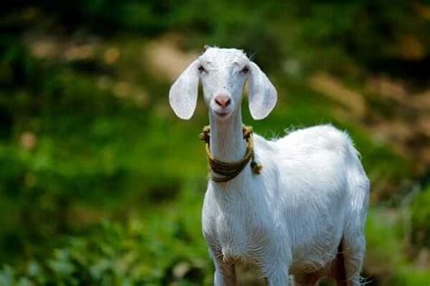 Goat Farming কম মূলধনতে অধিক লাভ দিব ছাগলী পালনৰ ব্যৱসায়ে