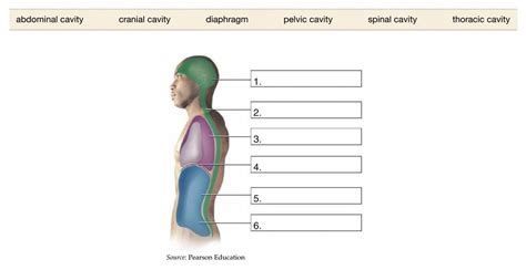 Ch Labeling Body Cavities Diagram Quizlet