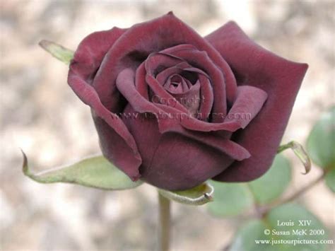 Louis Xiv Dark Red Rose Just Our Pictures Of Roses