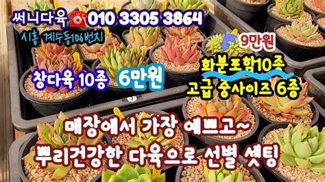매장에서 가장예쁘고 건강한 다육으로 선별해서 셋팅크지않아도 짱창하게 달군창10종6만중사이즈6종국산화분에 심은10종다육쇼핑 Youtube