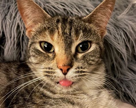Feline Khám Phá Về Loài Mèo Và Cách Sử Dụng Từ Ngữ Trong Tiếng Anh