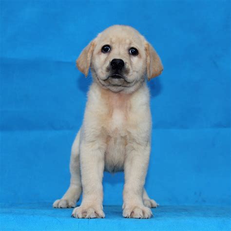 纯种拉布拉多犬幼犬狗狗出售 宠物拉布拉多犬可支付宝交易 拉布拉多犬 编号10082302 宝贝它