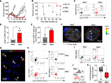 Intercellular Nanotube Mediated Mitochondrial Transfer Enhances T Cell