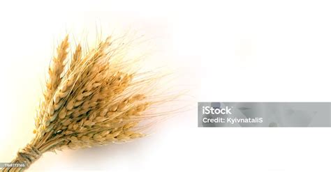 흰 배경에 무리에 묶여 밀의 귀 농업 박람회 여름과 가을 휴일 사진 베이킹 상점과 빵에 대한 배경 베이커리 의 메뉴 0명에 대한 스톡 사진 및 기타 이미지 Istock