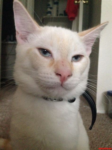 He Just Woke Up Cute Cats Hq Pictures Of Cute Cats And Kittens Free