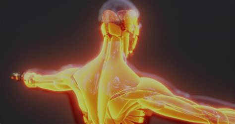 Human Body Animation Stock Video Footage For Free Download