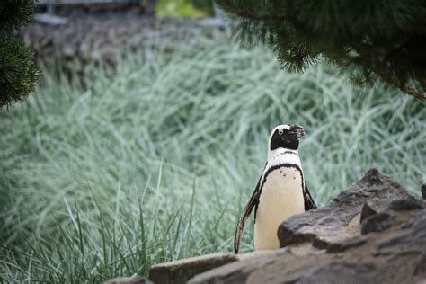 Penguin Bird Beak Free Photo On Pixabay Pixabay