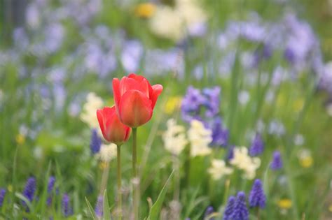 Tulips Flowers Spring Free Photo On Pixabay Pixabay