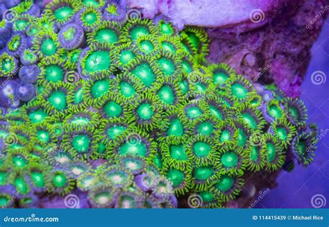 How Big Do Zoanthid Polyps Get At Jennifer Vidal Blog How Big Do Zoanthid Polyps Get At Jennifer Vidal Blog