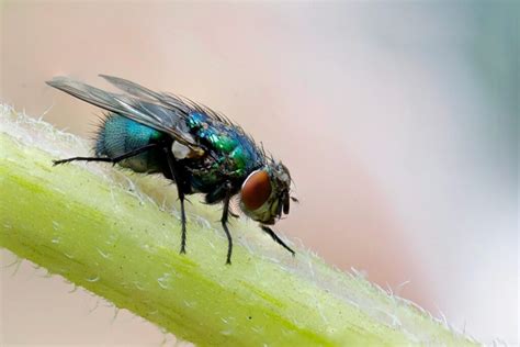 Where Do Flies Lay Their Eggs Dodson Pest Control