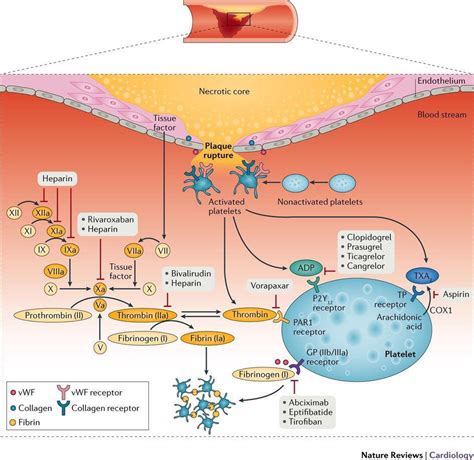 E Bs As Antiagregantes Y Anticoagulantes