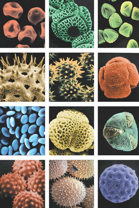Color Scanning Electron Microscope Images