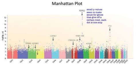 Lecture 15 Multifactorial Disease Flashcards Quizlet