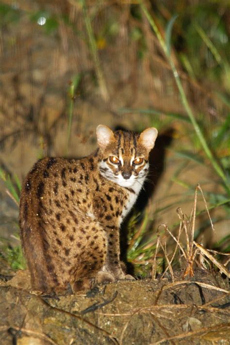 Sunda Leopard Cat Prionailurus Javanensis Cat Species Wild Cats