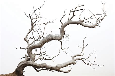 植物树枝艺术背景插画图片下载 正版图片600691855 摄图网