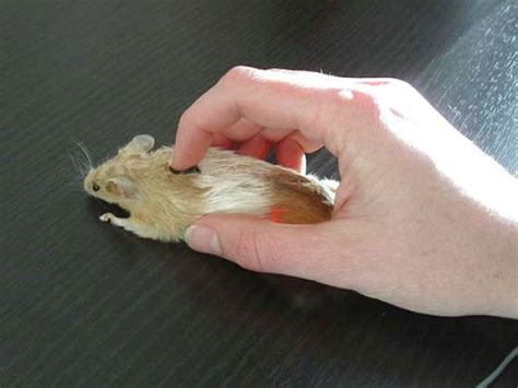 Computer Mice With Unusual Design 19 Pics