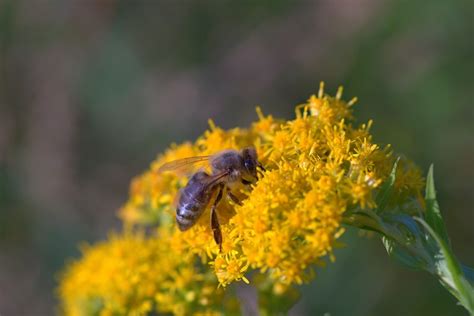 A Fost Descoperită O Nouă Specie De Albine Napocanews