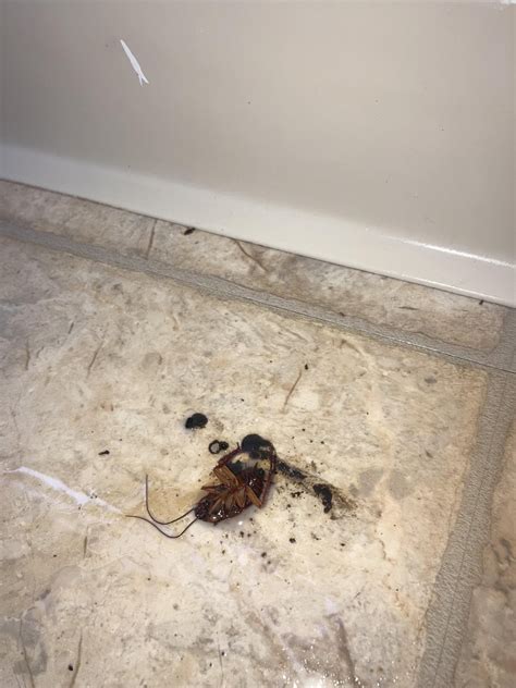 Why Does This Roach Look Like This Backstory In Comments R Pestcontrol