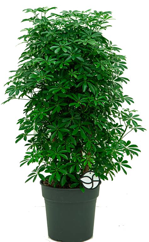 Schefflera Arboricola Luseana Vertakt Mijnplantje Nl