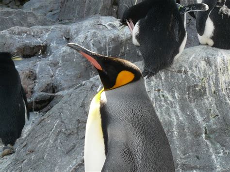 のんほいパーク 豊橋総合動植物公園 の動物スポンサー 谷山建設株式会社
