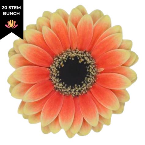 Germini Piccolini Micro Coral Swflorist