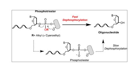 Expansion Of Phosphoramidite Chemistry In Solid Phase Oligonucleotide