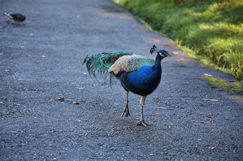 Premium Photo Close Up Portrait Of A Peacock In The Natural Habitat