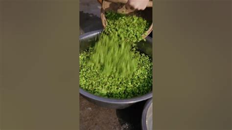 又到了吃榆钱的季节，其实并不是多想吃，就是一种回忆，吃过榆钱，夏天就来了，榆钱！余钱！愿我们以后的日子里天天榆钱！ 记录农村真实生活 娜娜
