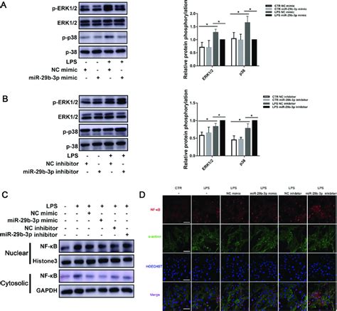Mir 29b 3p Attenuated Lps Induced Inflammatory Injury By Regulating