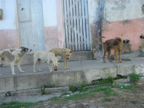 Blog do Wilson Filho ACOPIARA INVASÃO DE CACHORROS NAS RUAS