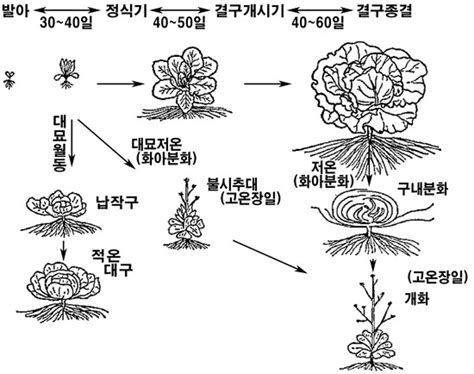 봄가을양배추 파종심는시기와 방법양배추 종류방울양배추 재배법 네이버 블로그
