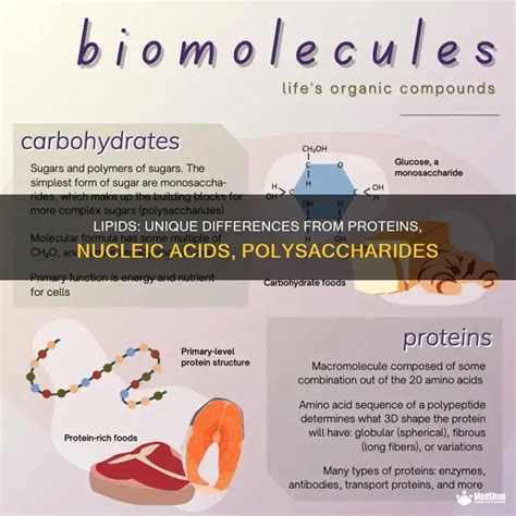 Lipids Unique Differences From Proteins Nucleic Acids
