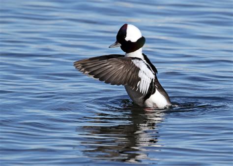 Most Commonly Hunted Migratory Birds In Wyoming Stacker